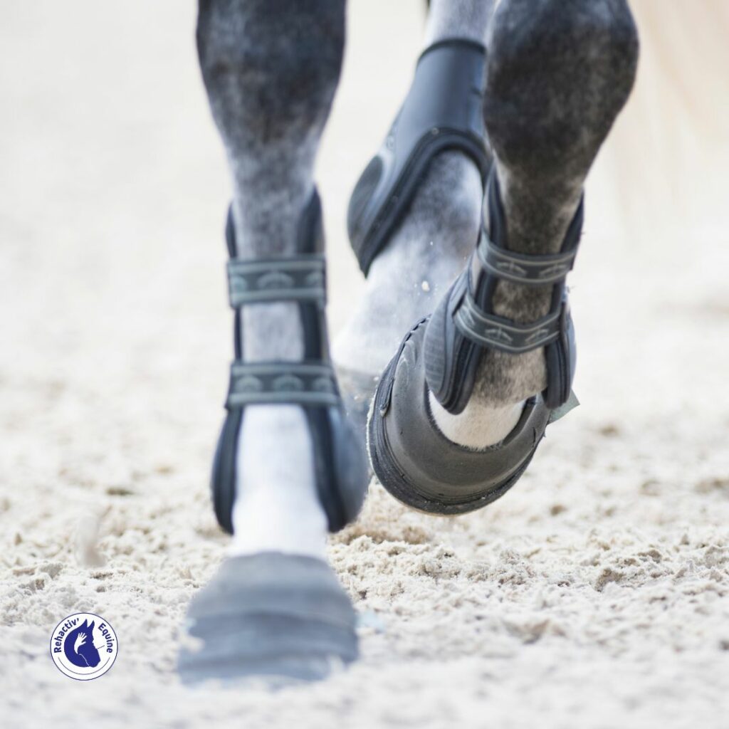 Les coliques chez le cheval - Rehactiv'Equine